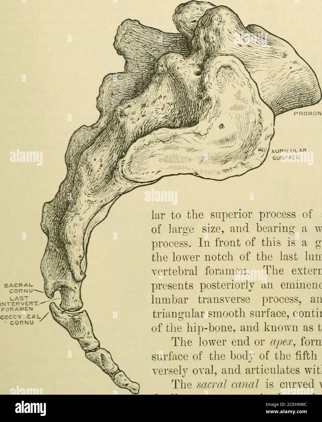 Cornua Of Coccyx Bone