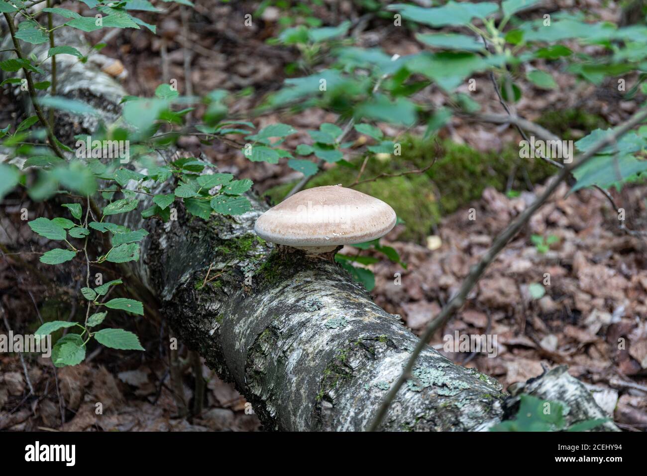 Birch conk fungus hi-res stock photography and images - Alamy