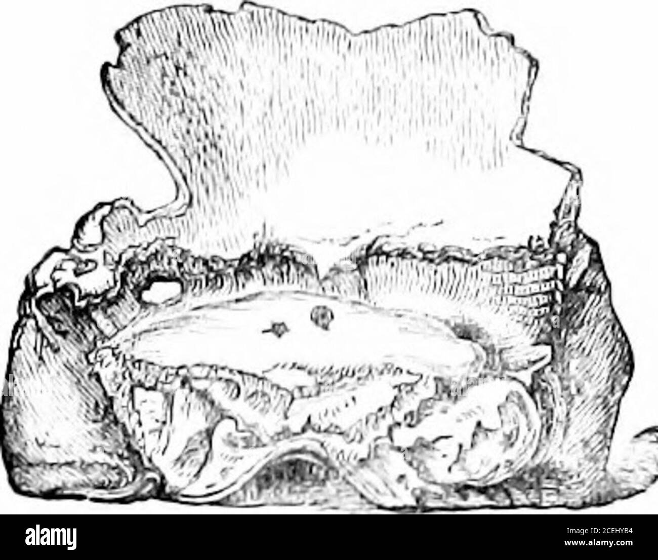 Due proportion Black and White Stock Photos & Images - Alamy