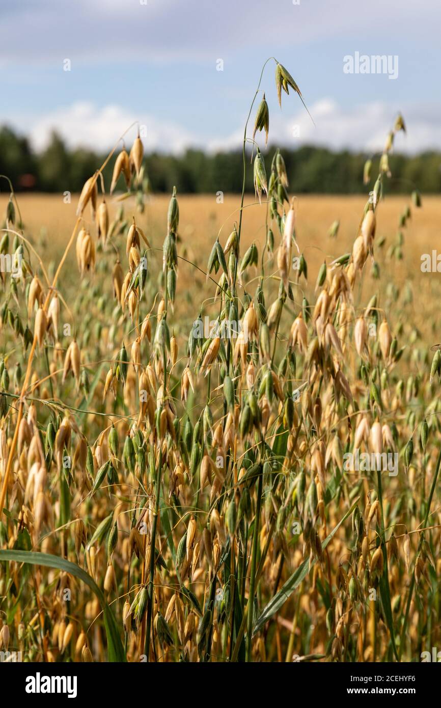Common oat (Avena sativa Stock Photo - Alamy