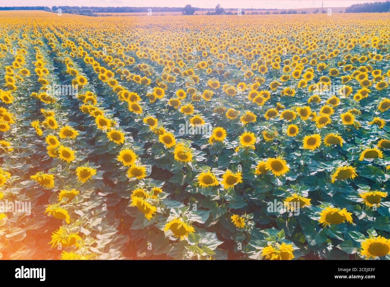 Sunflower With Leaves High Resolution Stock Photography and Images - Alamy