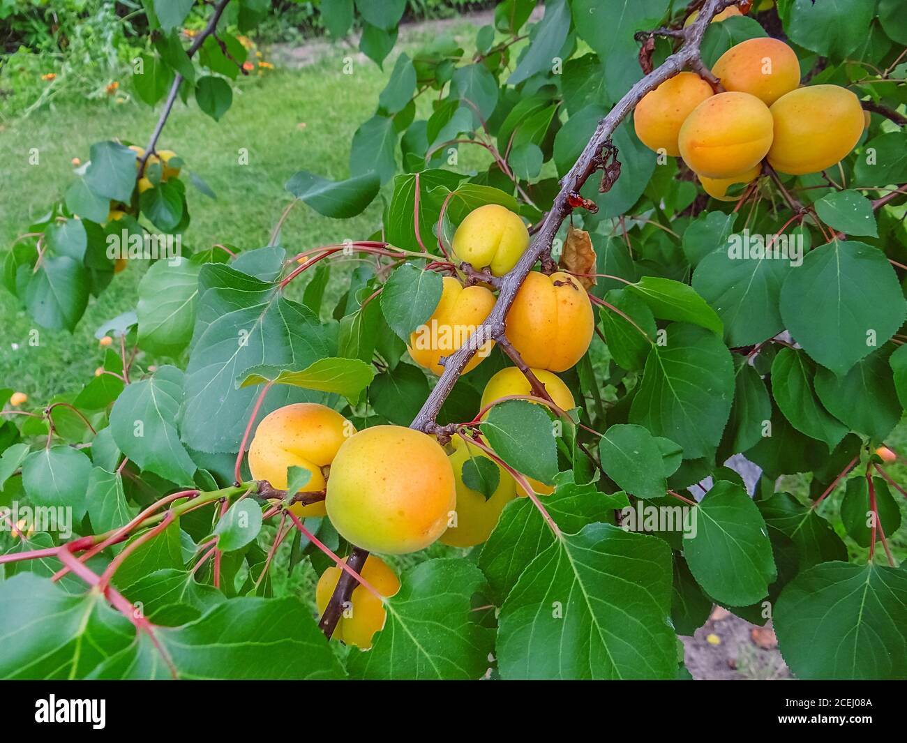 Ripe sweet apricot fruits growing on a apricot tree branch in orchard ...