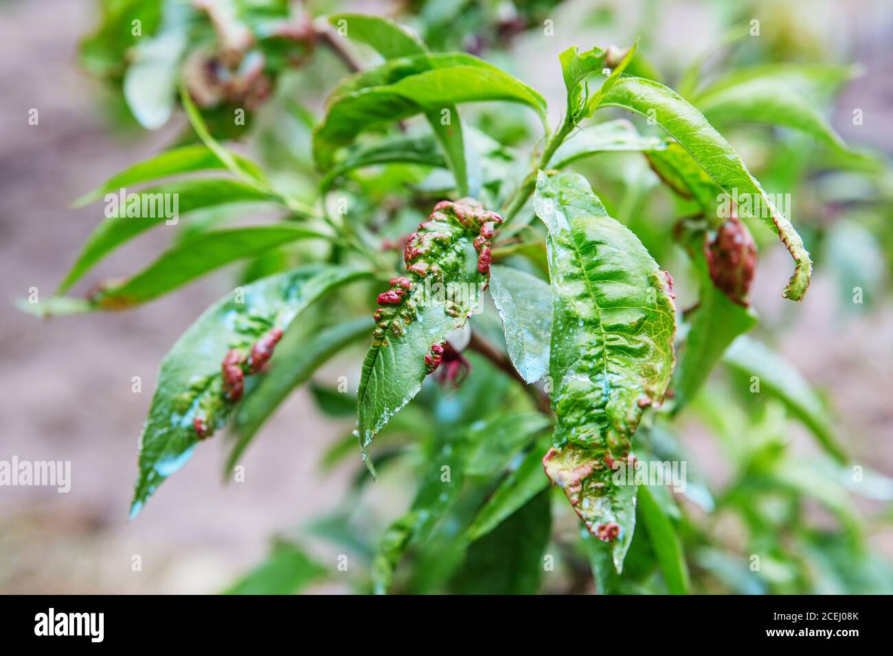 Detail of peach leaves with leaf curl (Taphrina deformans) disease. Leaf disease outbreak ...