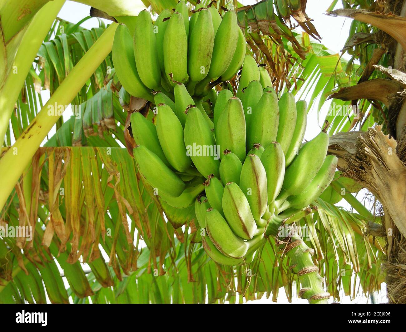 Unripe bananas in the jungle close up. Banana tree with bunch of ...
