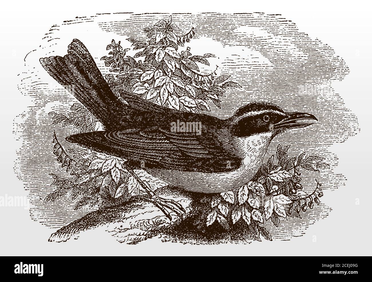 Kiskadee bird Stock Vector Images - Alamy