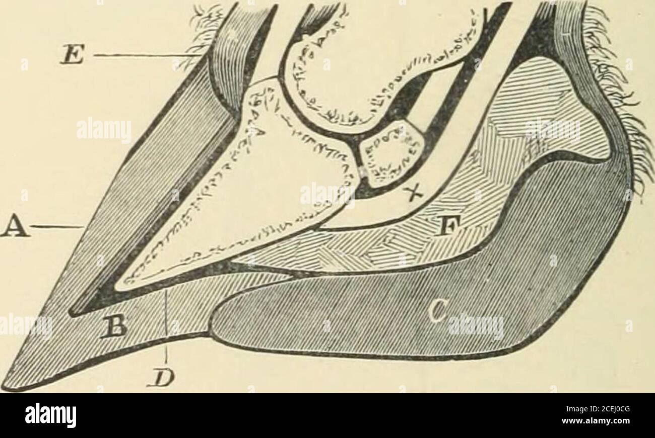 . Horses and stables. A. The wall or crust. B. Insensitive sole. D ...