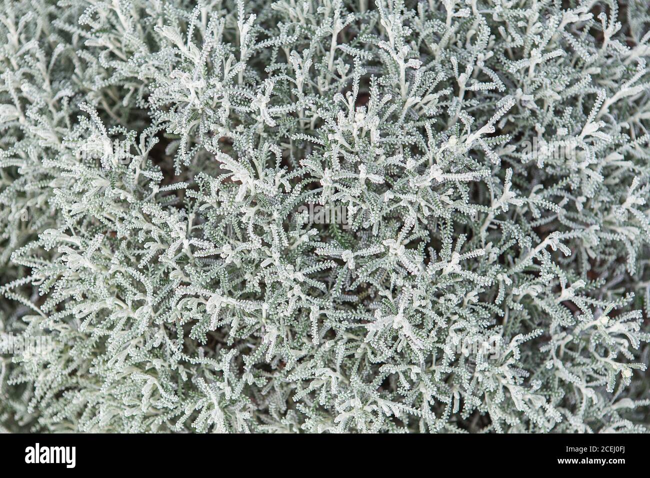 Grey santolina hi-res stock photography and images - Alamy