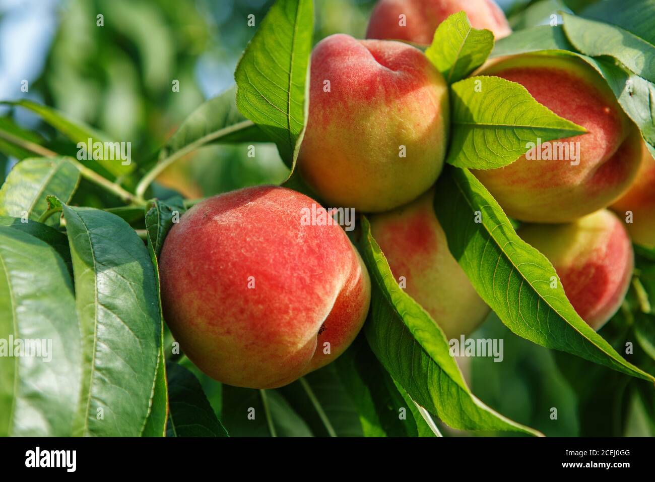 Ripe sweet peach fruits growing on a peach tree branch in orchard Stock ...