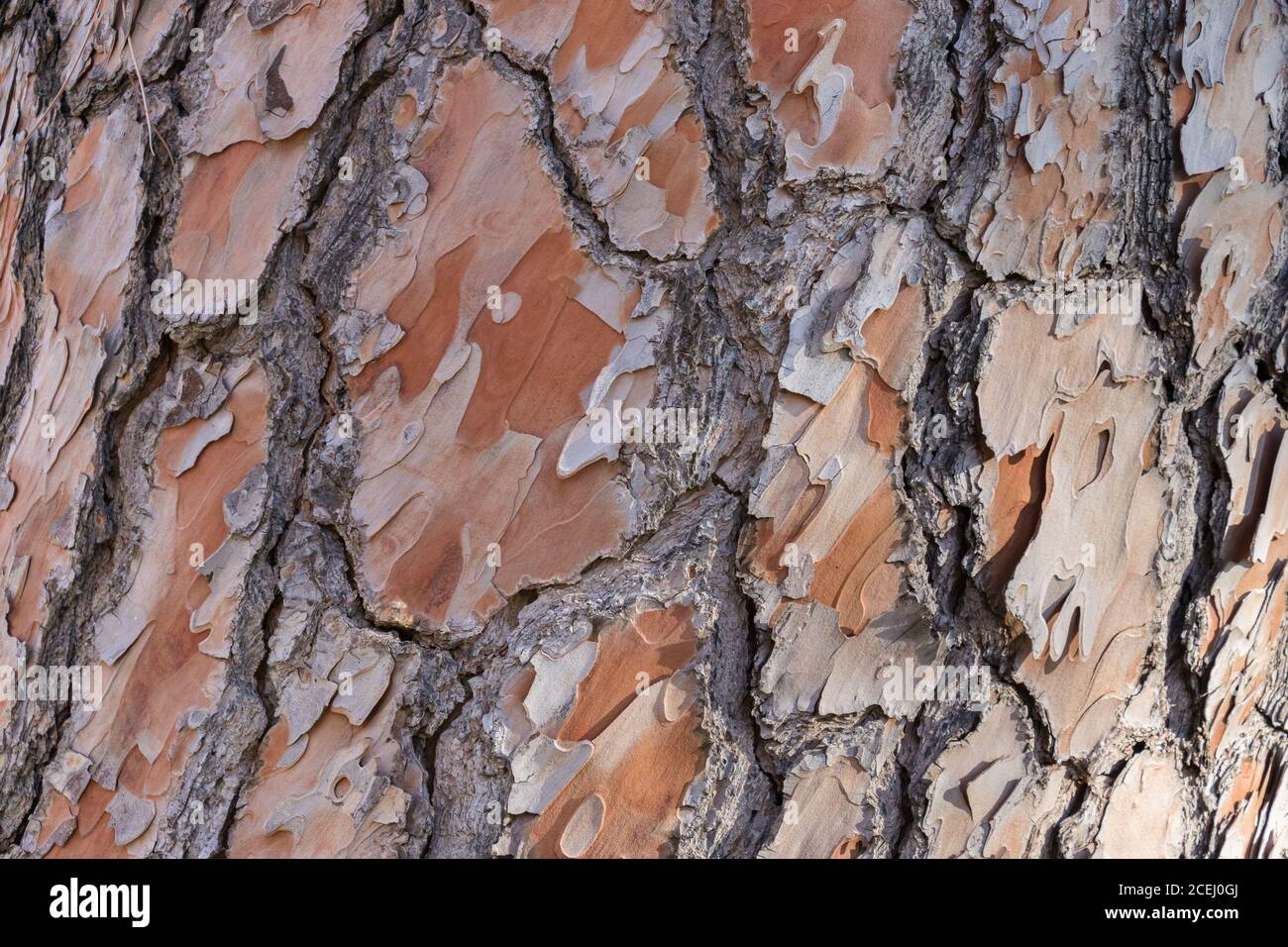Pine Cortex Texture High Resolution Stock Photography and Images - Alamy