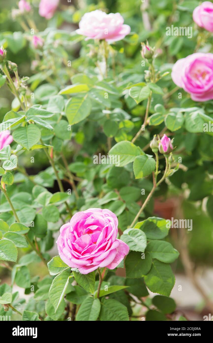 tea rose bush. Rose oil production. Industrial Cultivation of Oil ...