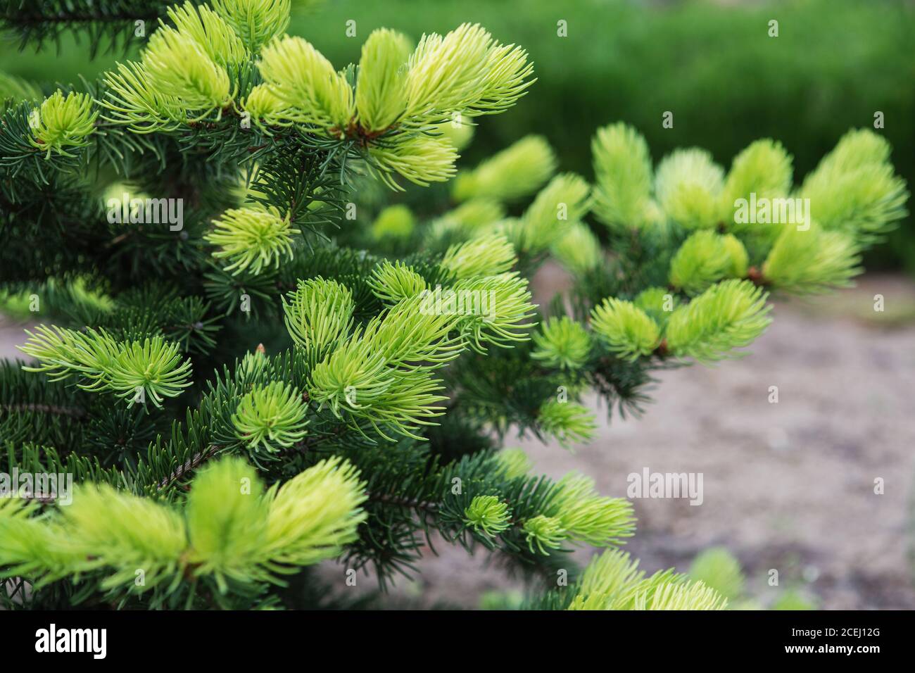 Conifer tree with bright new rising needles. Light green fir tree ...