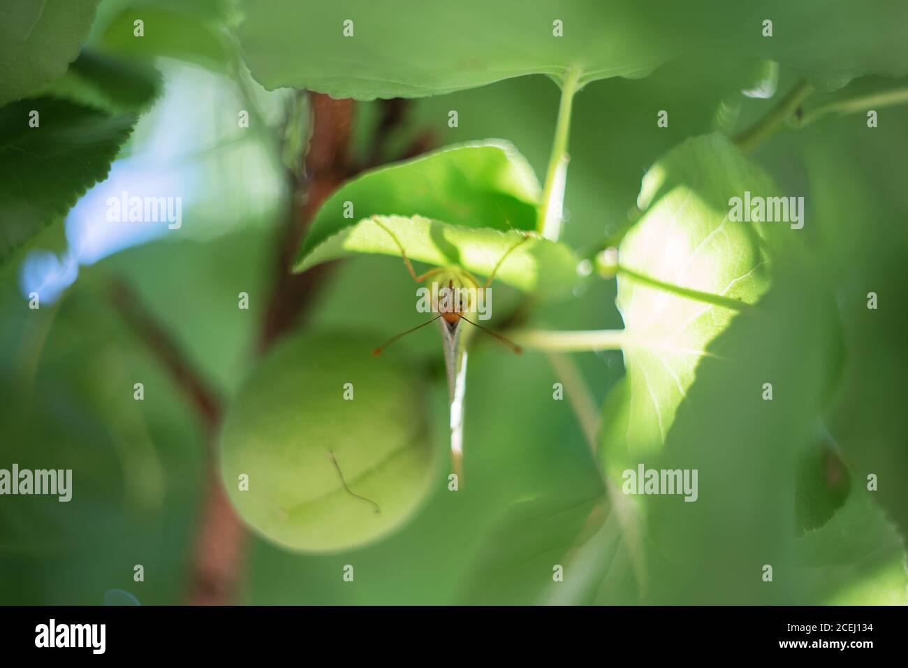 a butterfly pest sits on a leaf of a fruit apricot tree, insect pest ...
