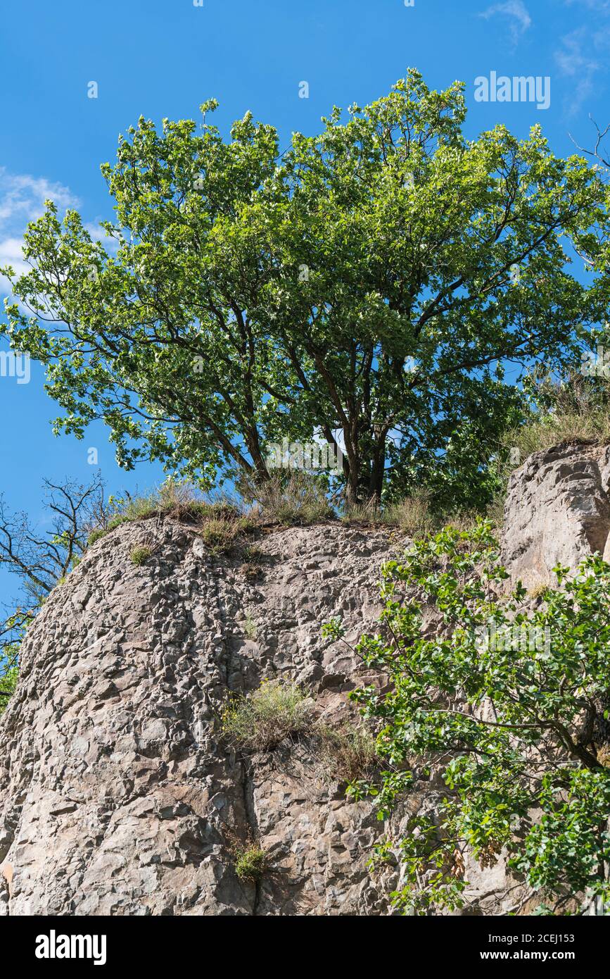 Green tree on the edge of a cliff in the forest. in Summer Stock Photo ...