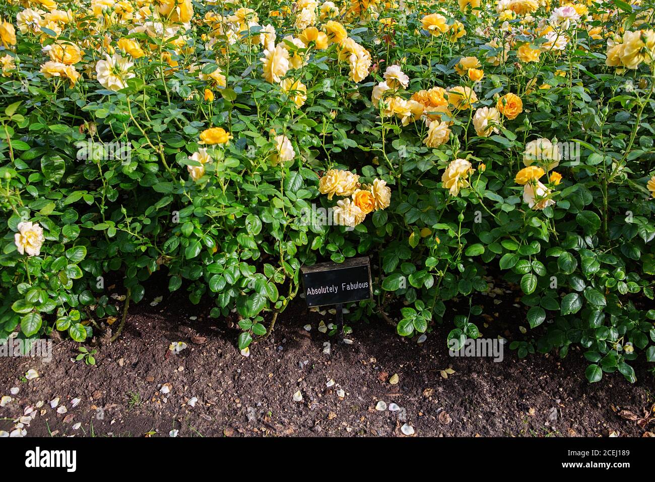 Beautiful bush of yellow roses in a spring garden. Rose garden. Some ...