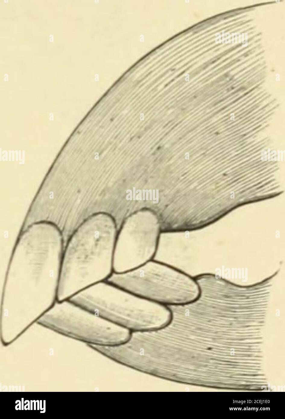 . Horses and stables. Fig. 2d—Parrot mouth. U. Fig. 21.— Original form ...