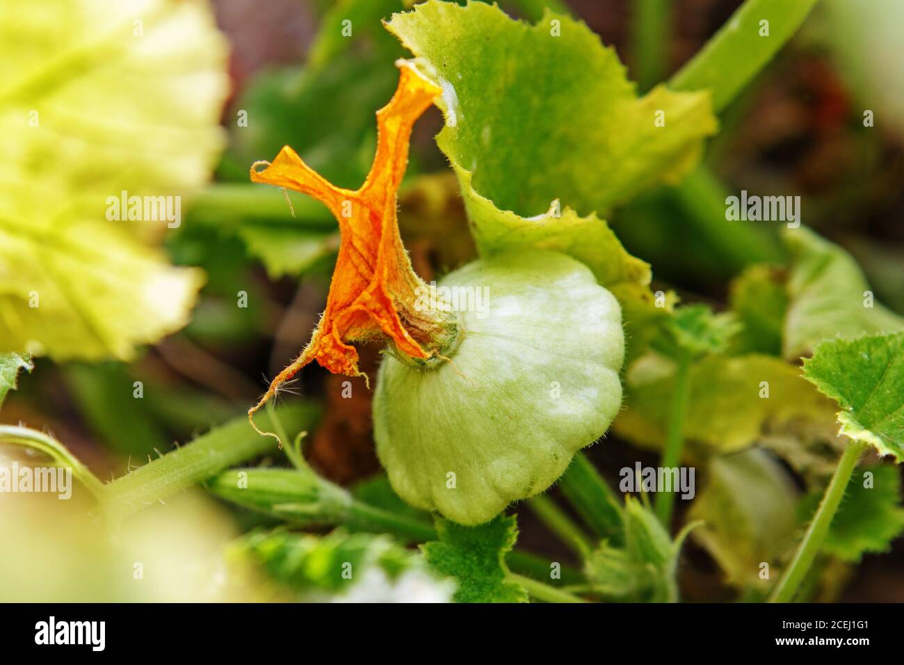 Baby Summer Squash. Patisson plant growing in the garden Stock Photo ...
