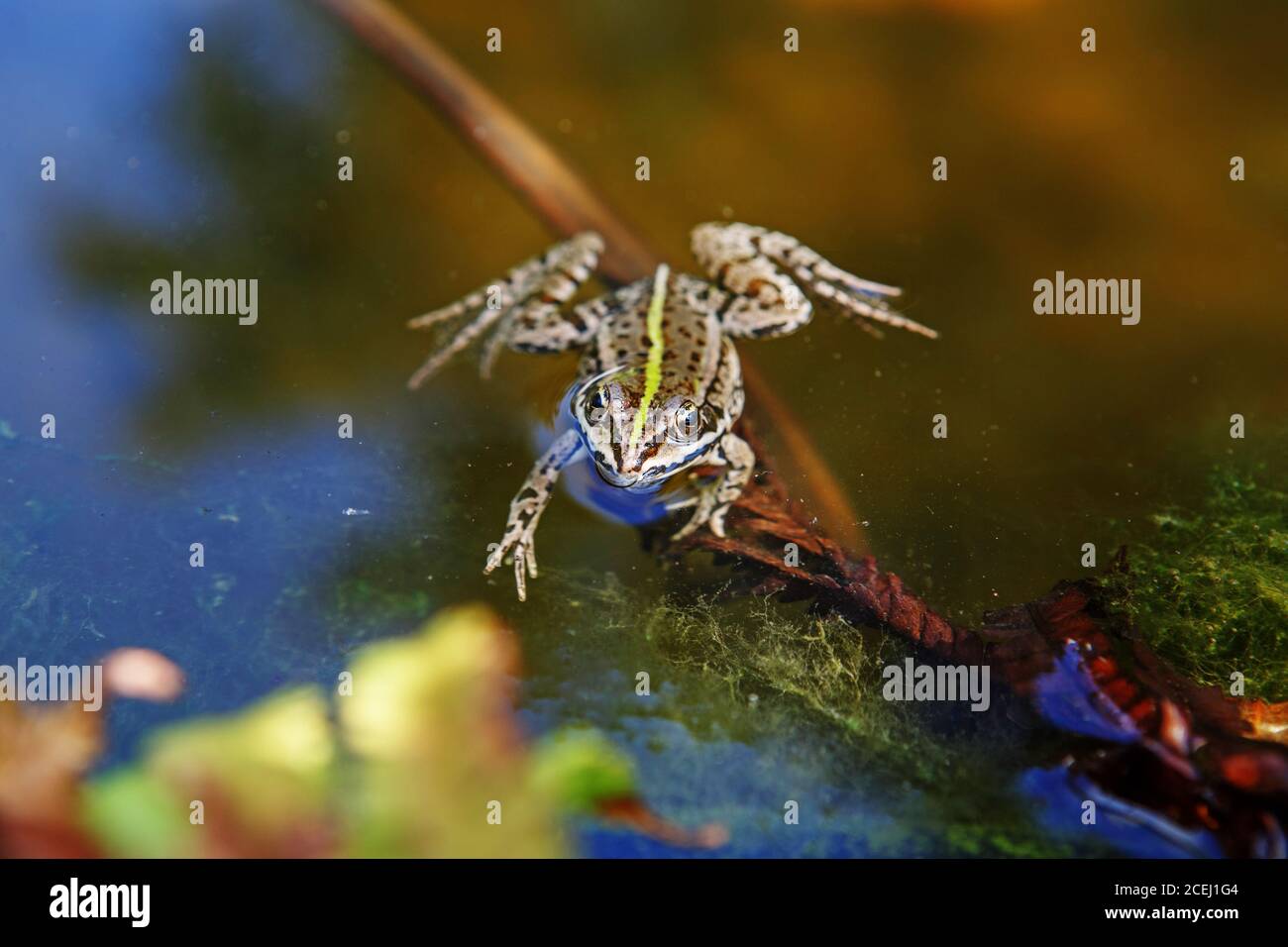 Frog in the water Stock Photo - Alamy
