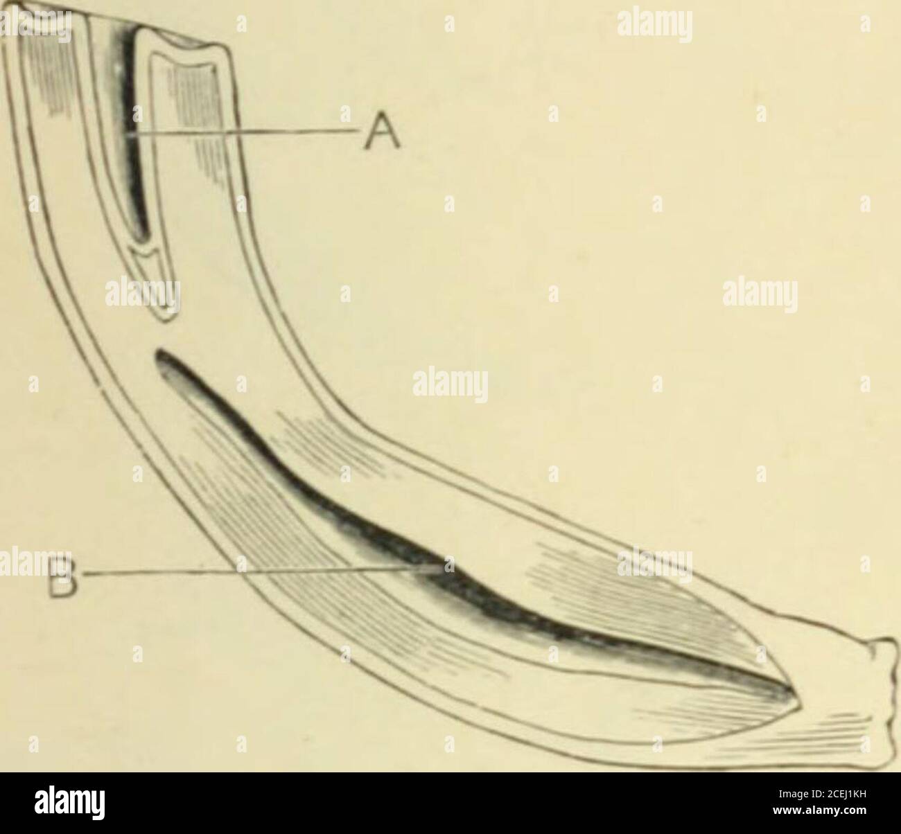 . Horses and stables. PLiTK 44. Fig. 18.—Section of a Tooth.A ...