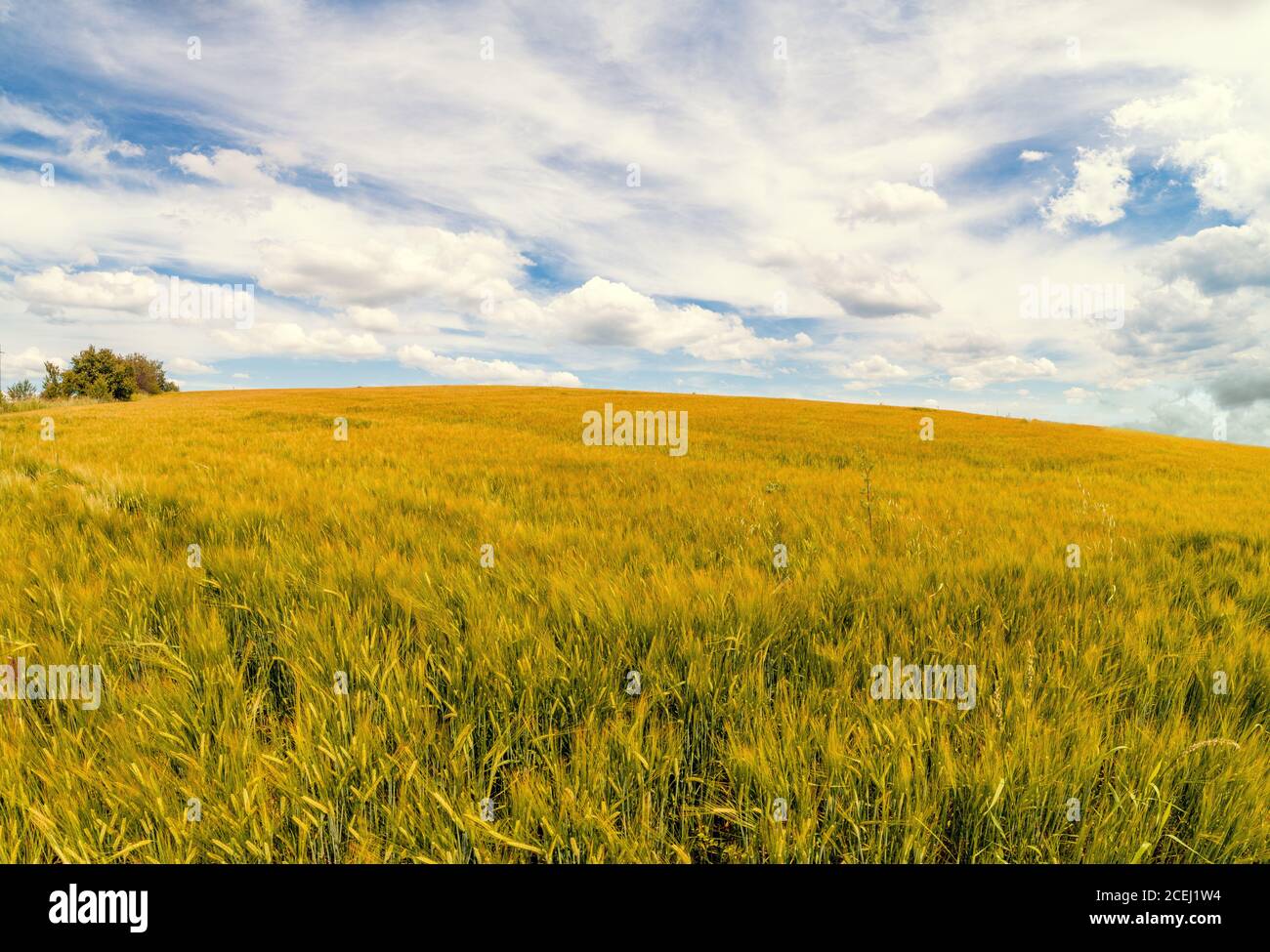 Rural landscape with a beautiful sky. Aerial view. View of wheat fields ...