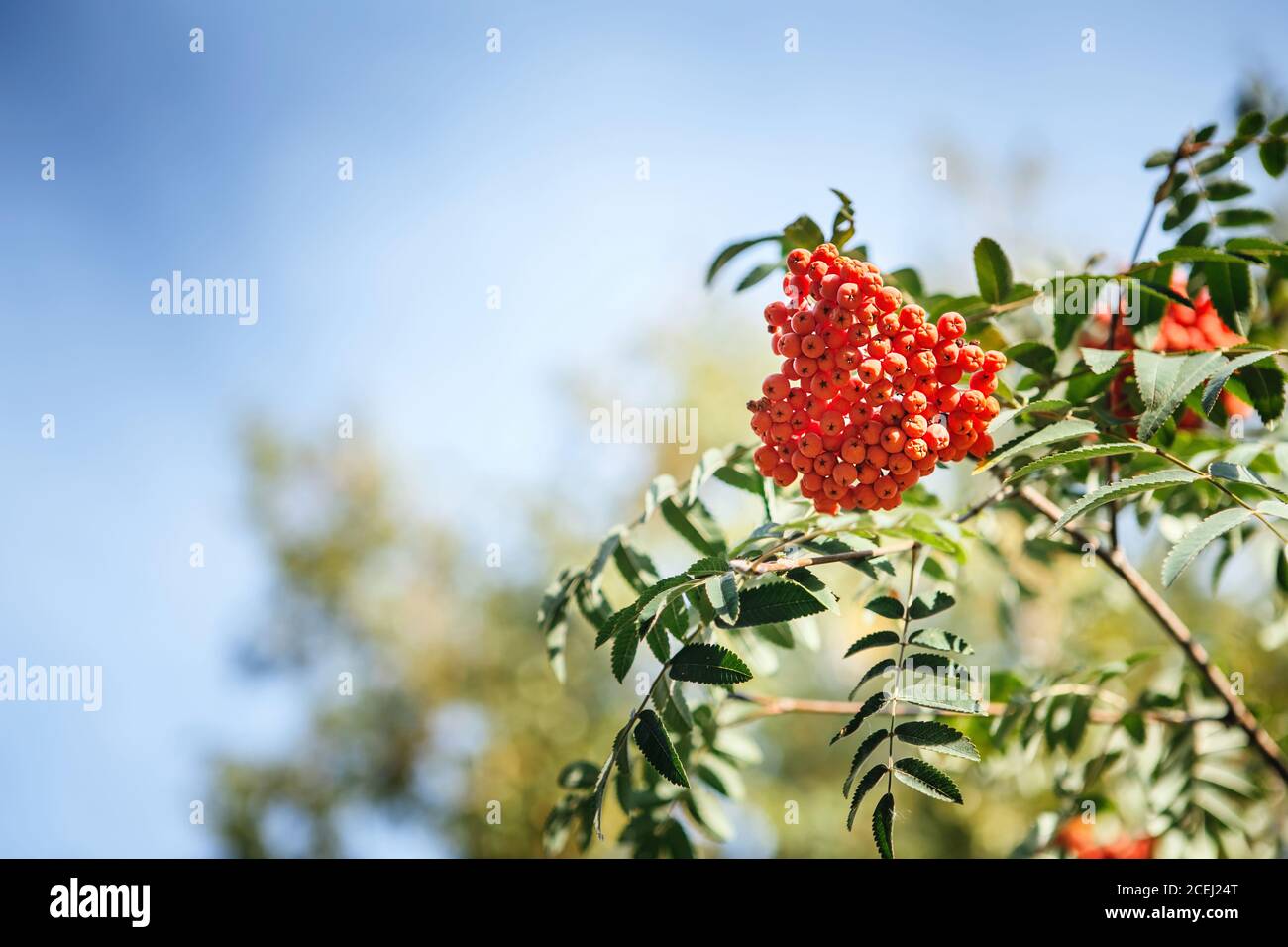 The fruits of mountain ash hanging in clusters on the branches of trees ...