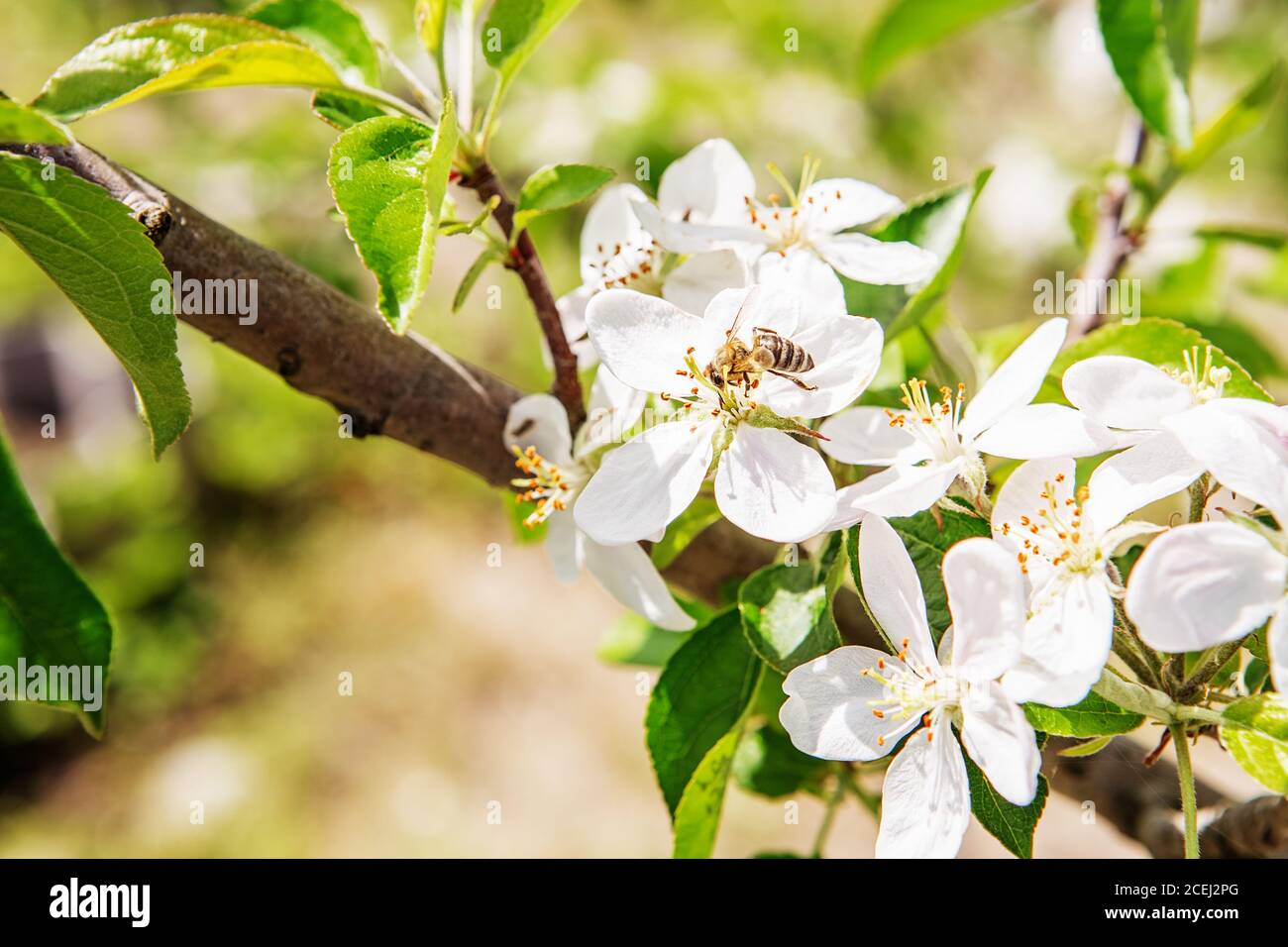 The bee sits on a flower of a bush blossoming apple tree and pollinates ...