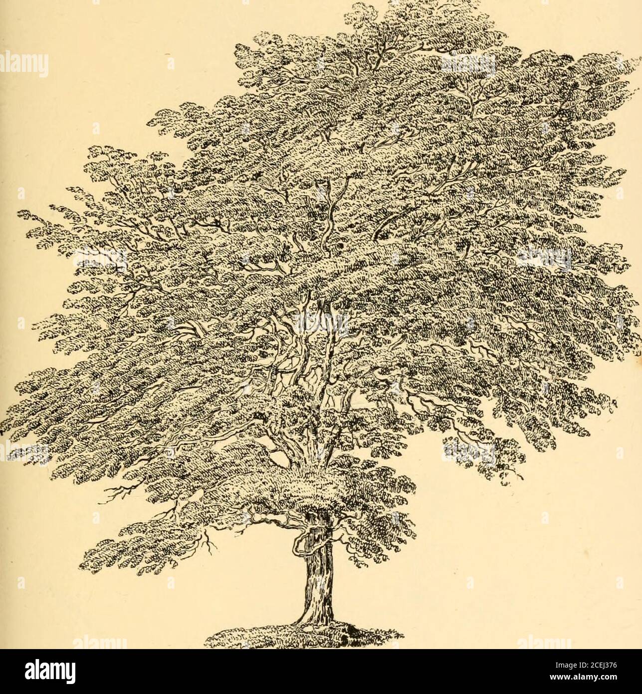 . Arboretum et fruticetum britannicum; or, The trees and shrubs of ...