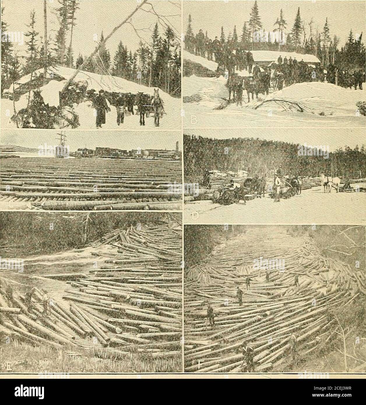 Logging in maine hi-res stock photography and images - Alamy