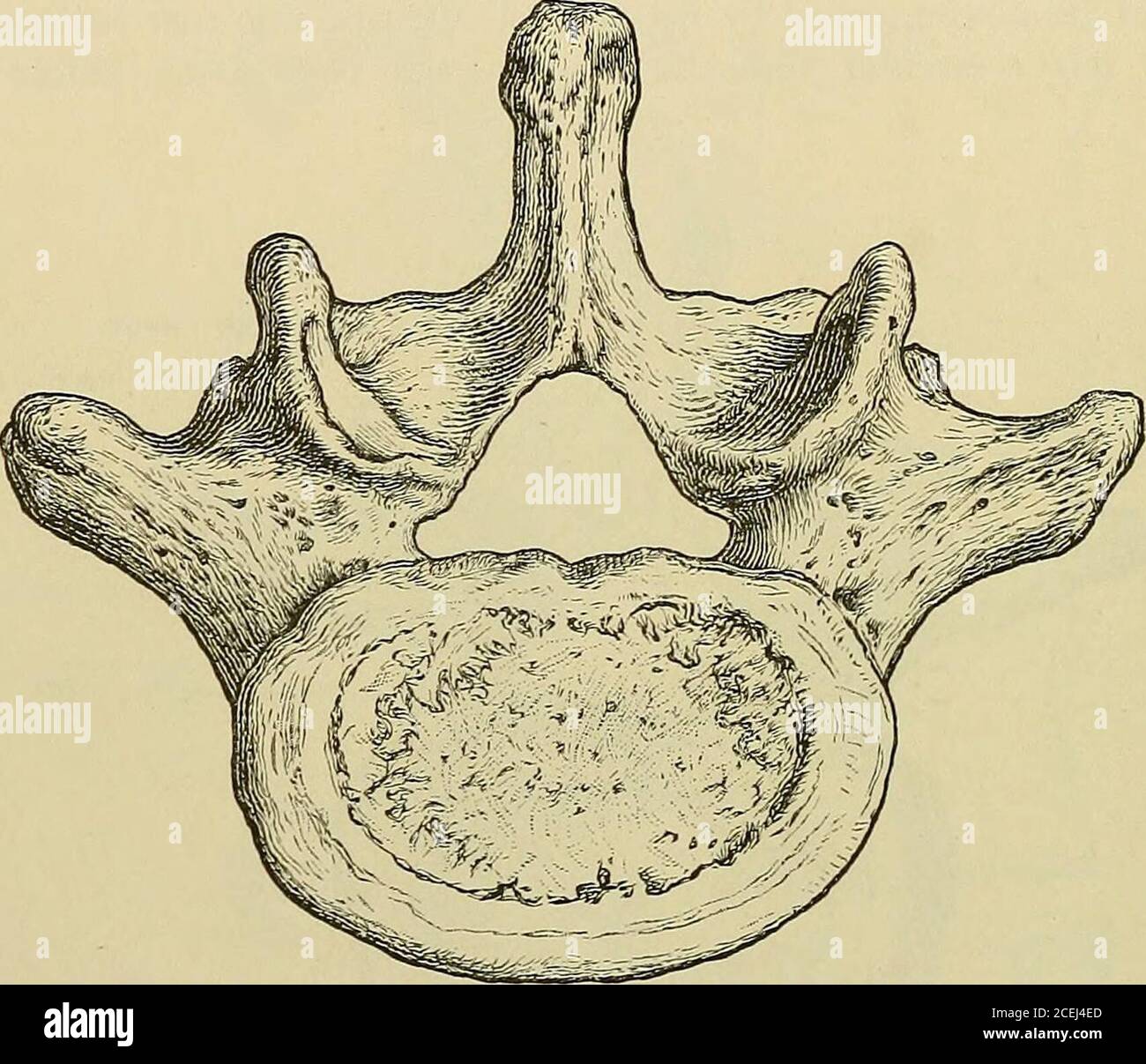 Inferior articular process hi-res stock photography and images - Alamy