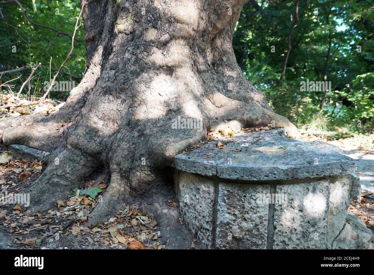 Old tree roots wrapped around hi-res stock photography and images - Alamy