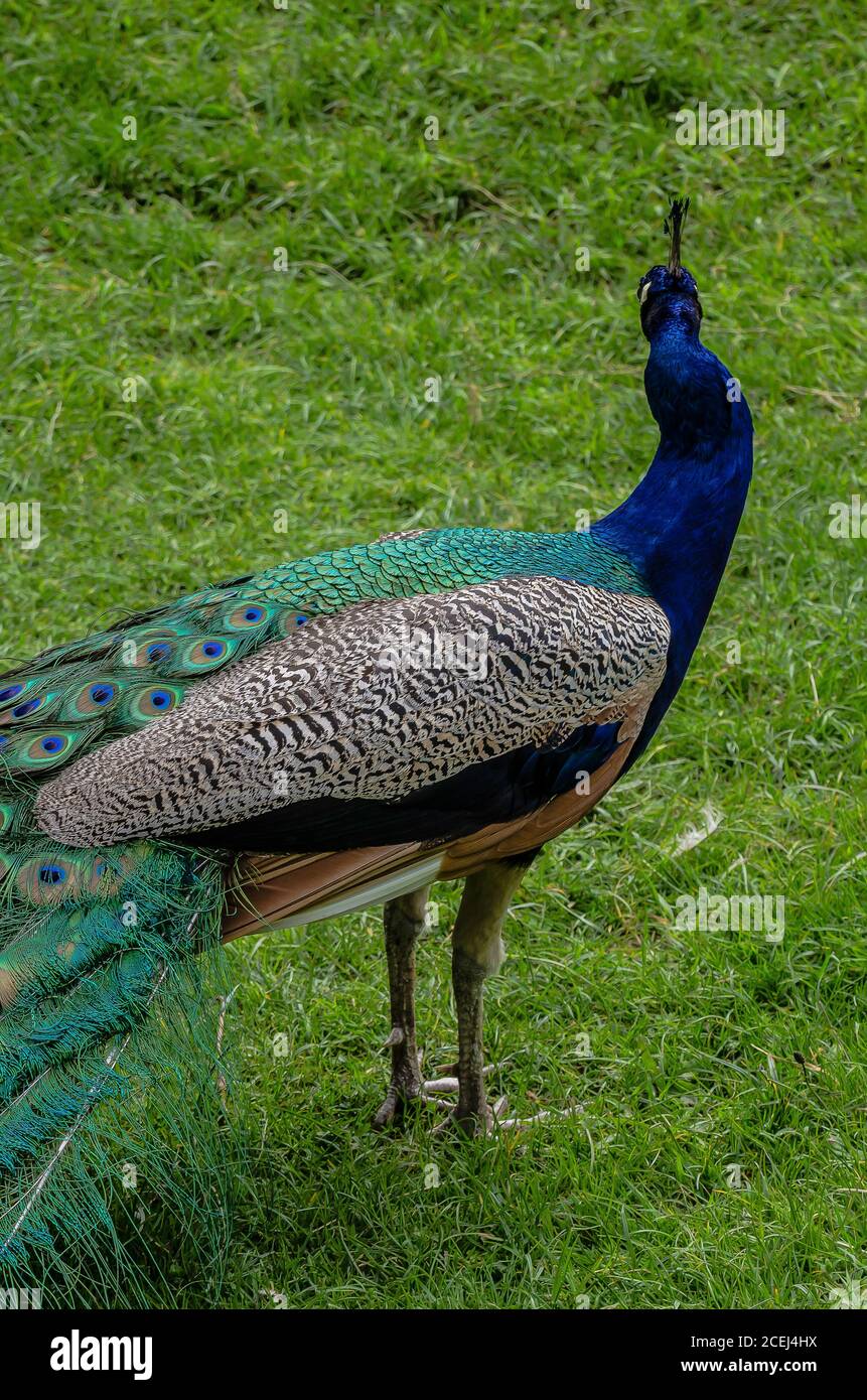 Peafowl is a common name for three bird species in the genera Pavo, the ...