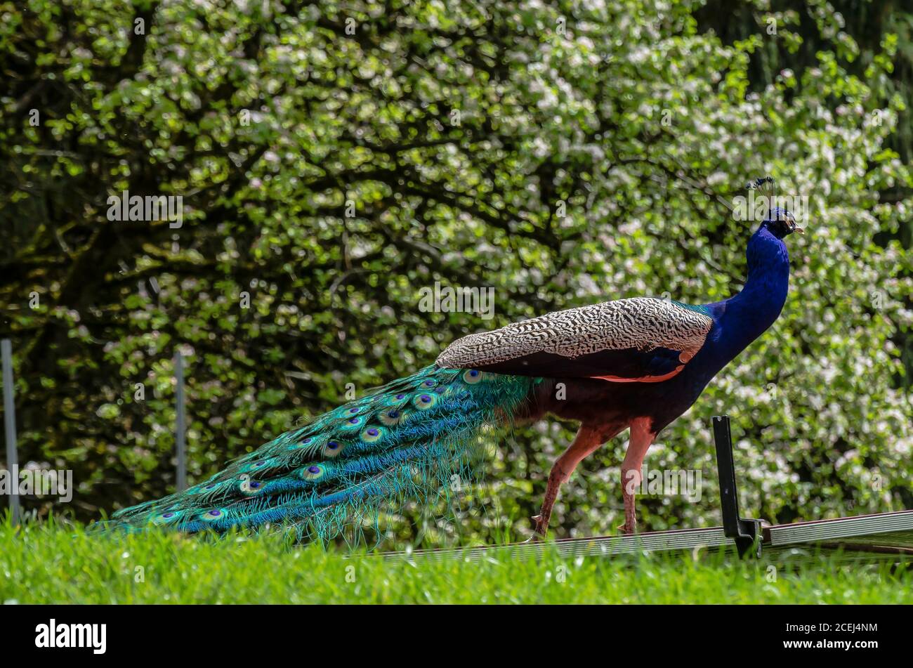 Peafowl is a common name for three bird species in the genera Pavo, the ...