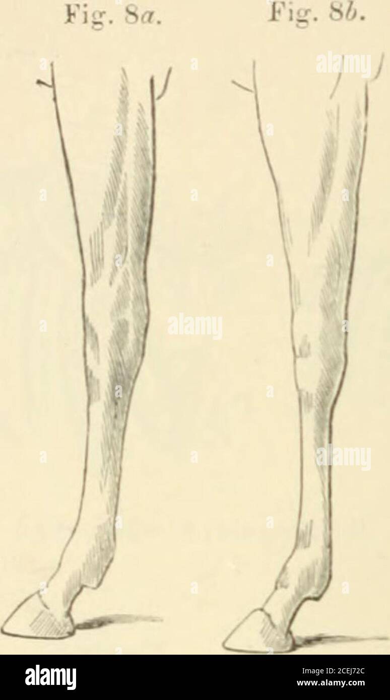 . Horses and stables. Good knee. Calf or buck knee. Small knee. FiLT. 10.—