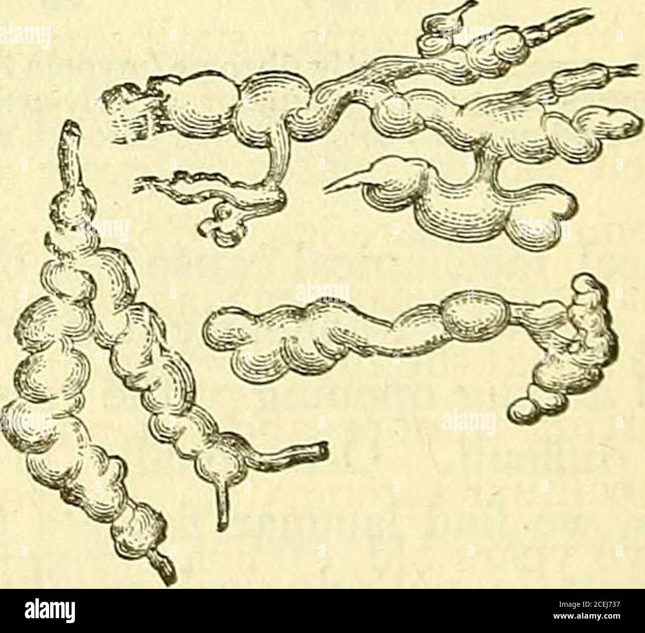 Plexiform hi-res stock photography and images - Alamy