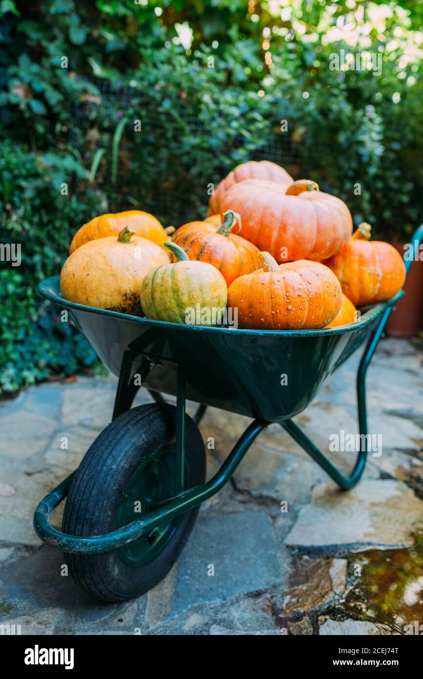 Harvest of pumpkins in a wheelbarrow Stock Photo - Alamy