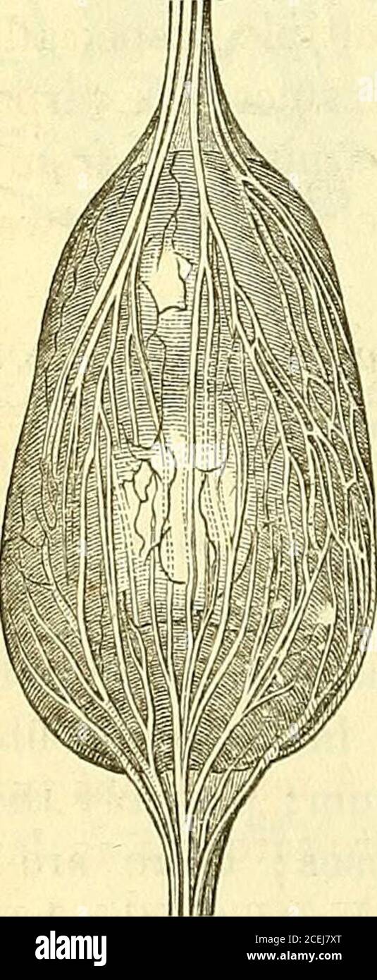 Polypous hi-res stock photography and images - Alamy