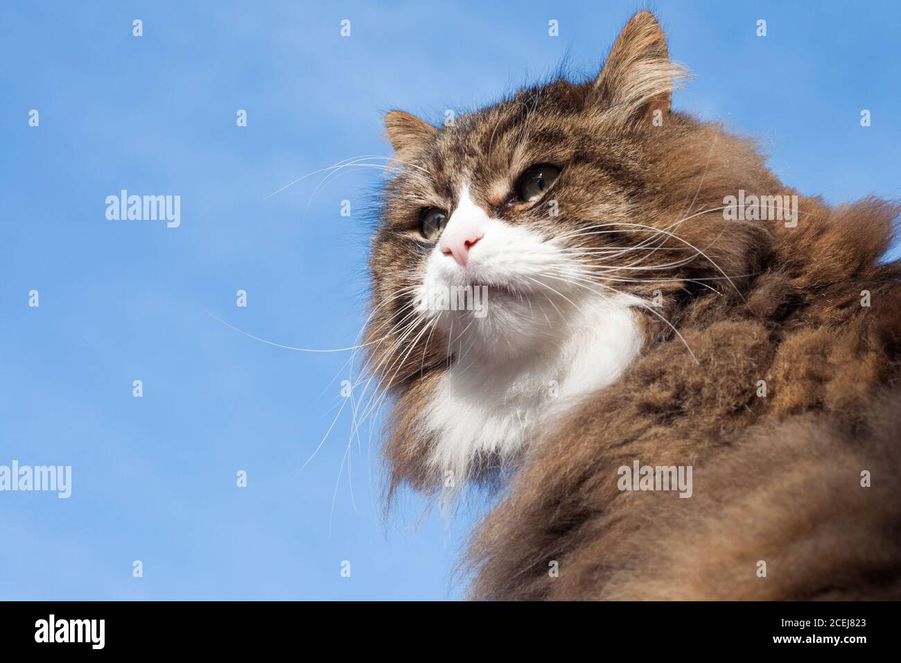 beautiful fluffy cat from below and blue sky background Stock Photo - Alamy