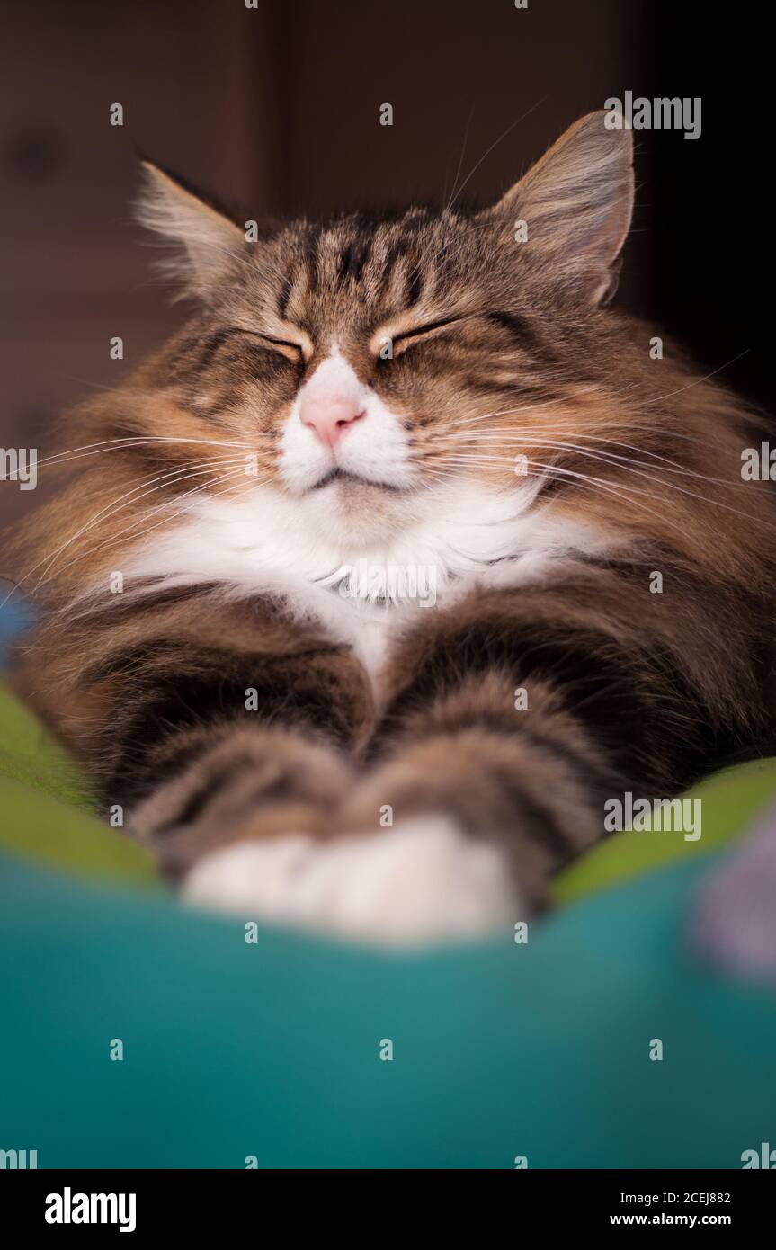 beautiful norwegian forest cat resting indoor Stock Photo - Alamy