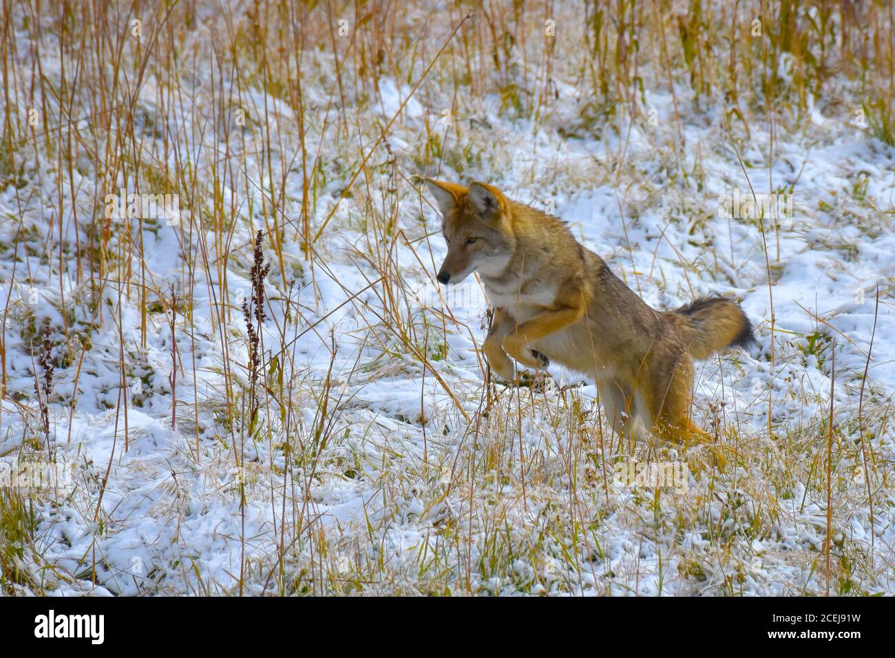 Leaping coyote hi-res stock photography and images - Alamy