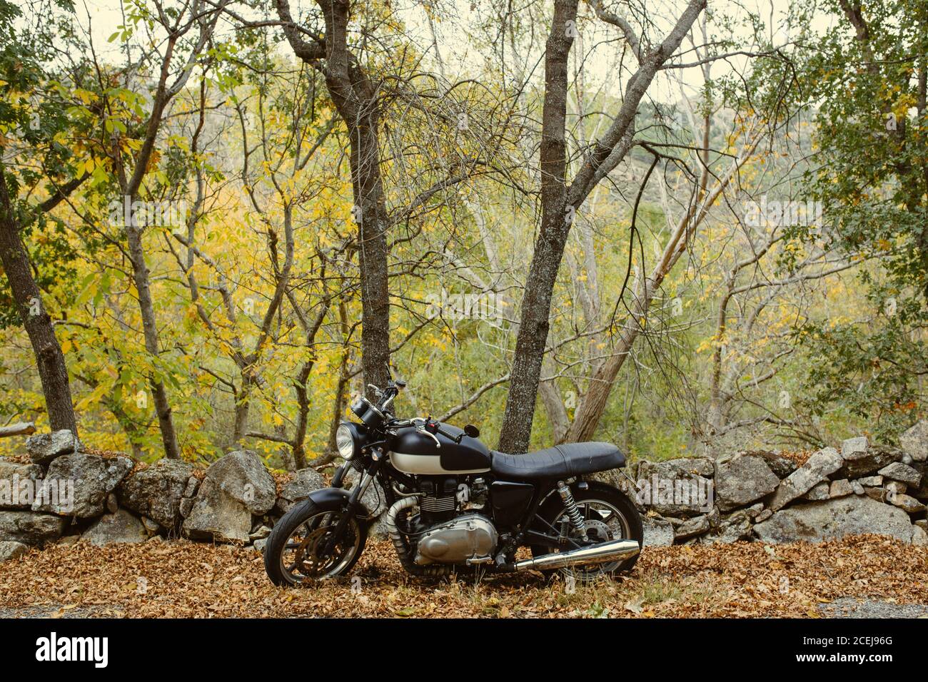 Motorcycle Autumn Trees