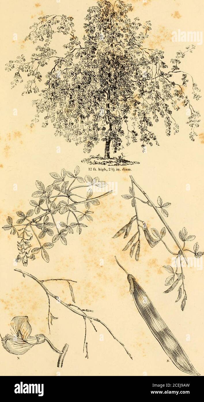 Scotch laburnum hi-res stock photography and images - Alamy