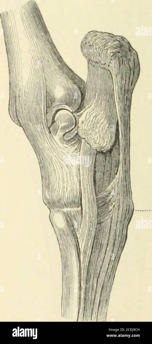 . Horses and stables. 1. Cuneiform. 2. Lunar. 3. Scaphoid. 4. Unciform ...