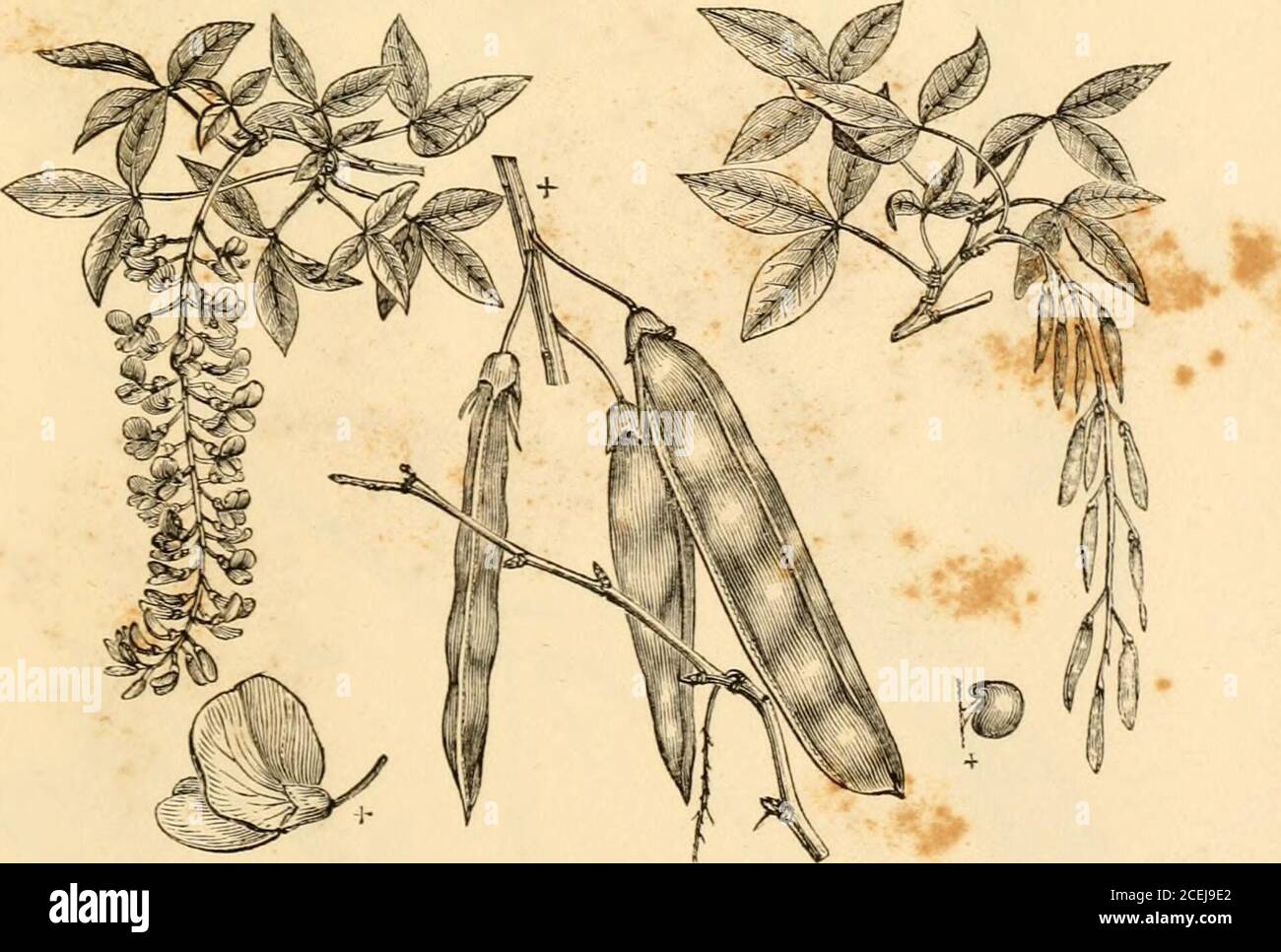 Scotch laburnum hi-res stock photography and images - Alamy