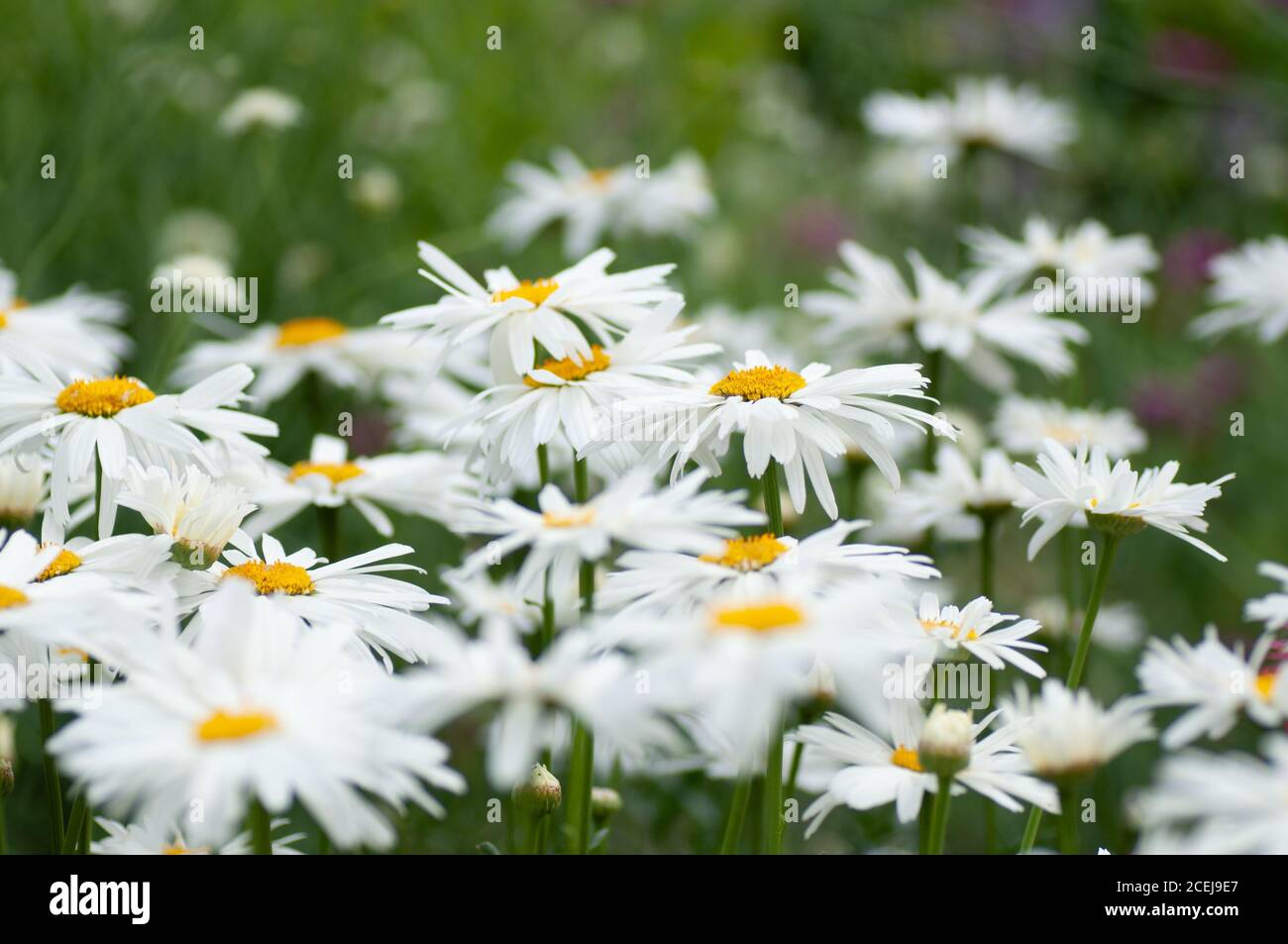 Flowerbed with the white daisy flowers. Botanical macrophotography for ...