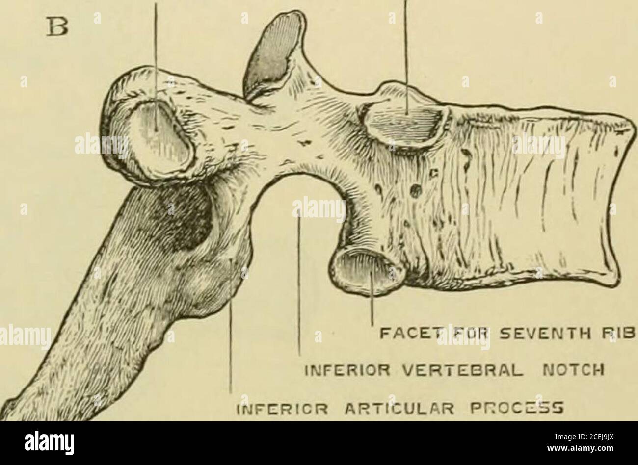 Spinous tubercle hi-res stock photography and images - Alamy
