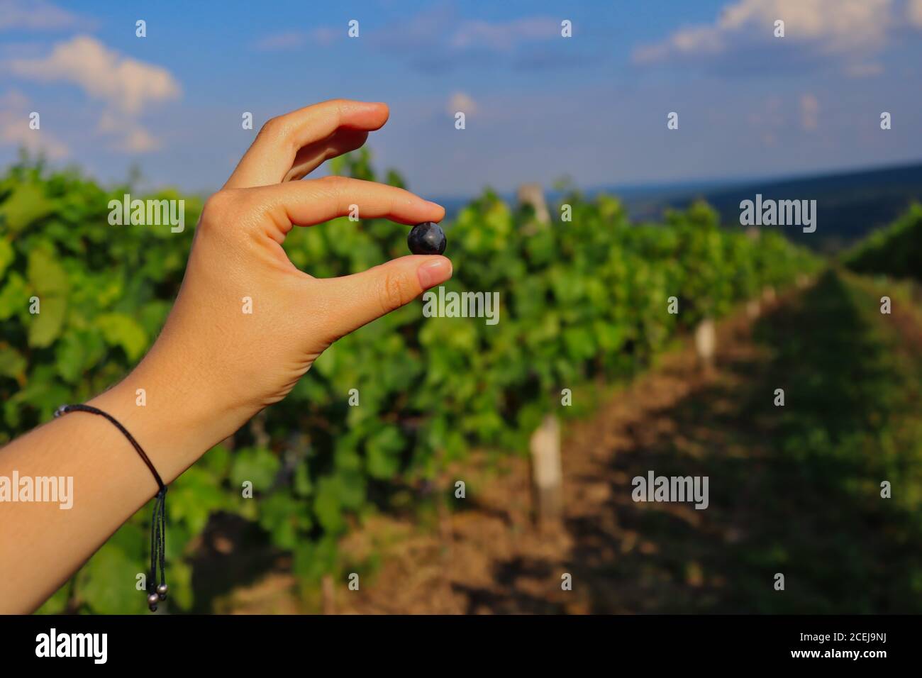 Vitis vinifera common grape vine hi-res stock photography and images ...