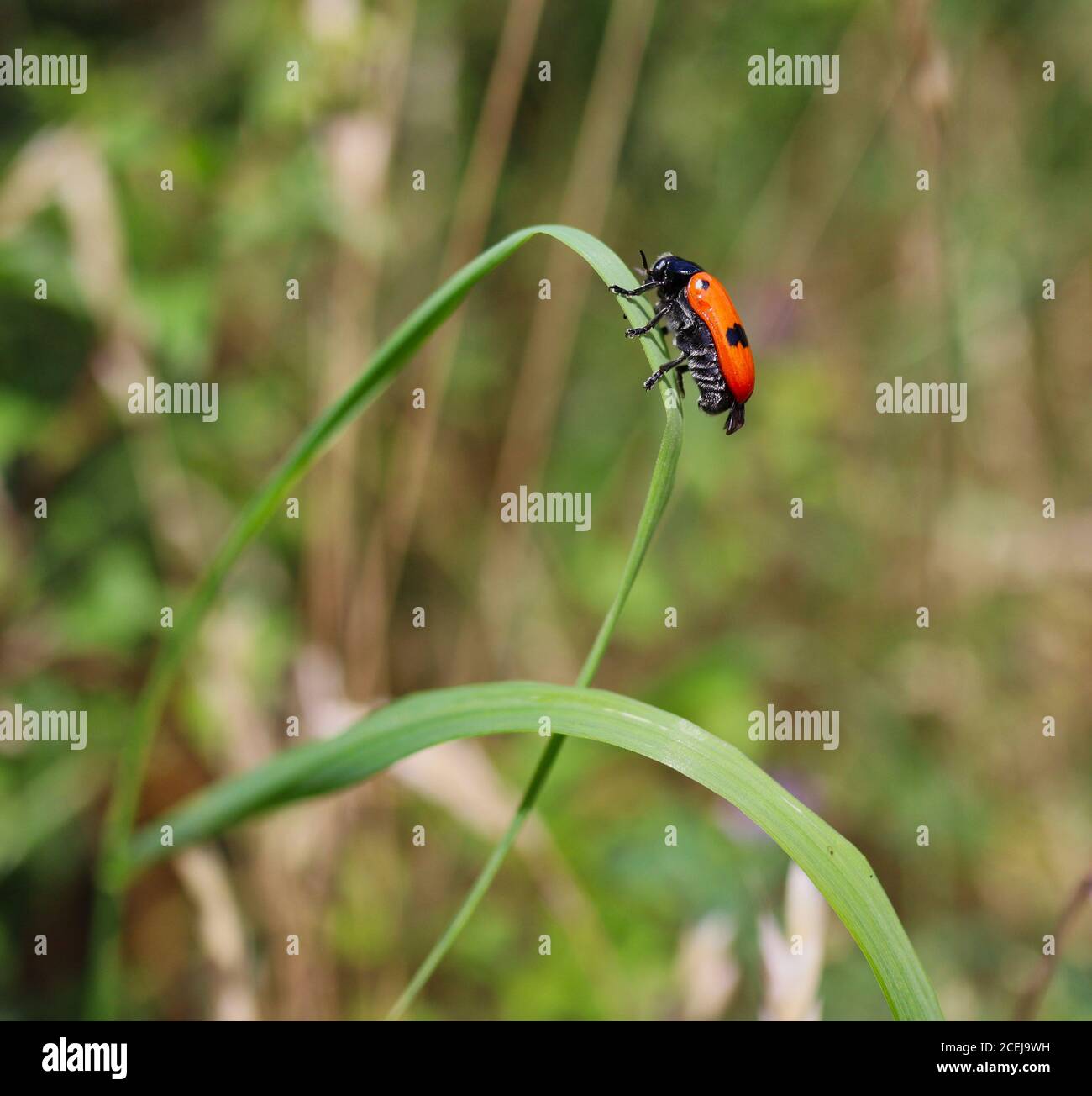 Clytra Laeviuscula (the Ant Bag Beetle) on Blade of Grass in the Garden ...