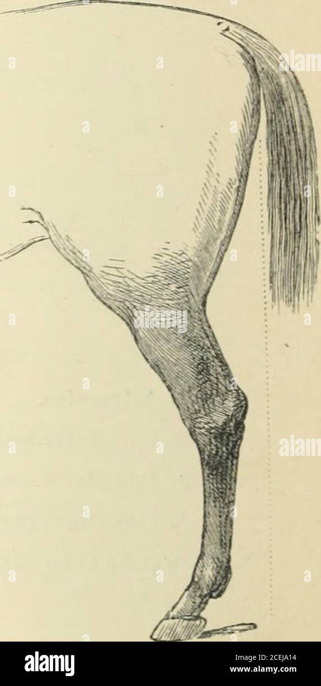 . Horses and stables. Position usuallj/ recommended. Best positio7i ...