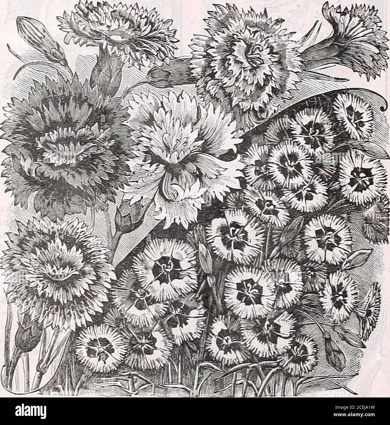 Half mourning colors hi-res stock photography and images - Alamy