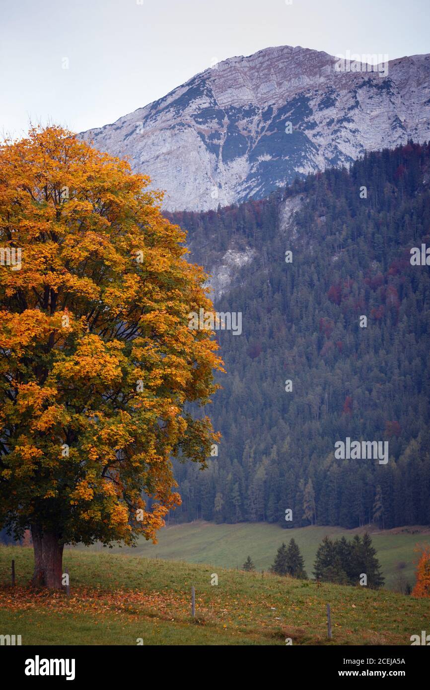 beautiful landscape - autumn bright trees on a meadow on a background ...