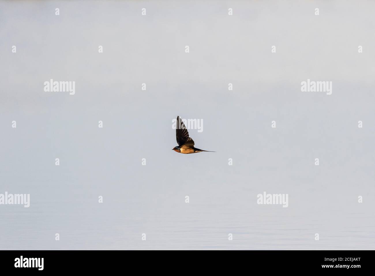 01263-00301 Barn Swallow (Hirundo rustica) male in flight over wetland ...
